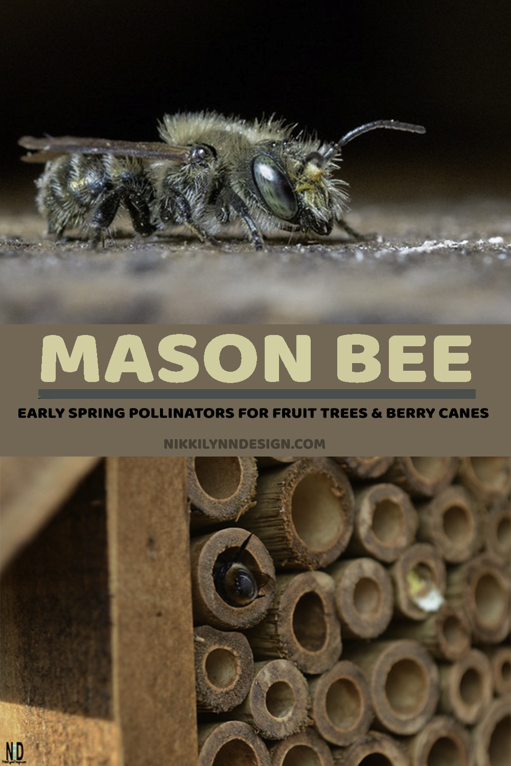 Mason Bee - Nikki Lynn Design