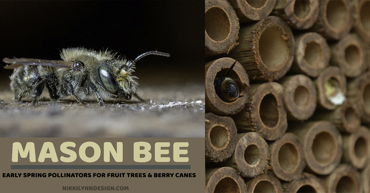 Mason Bee - Nikki Lynn Design