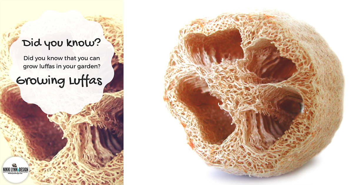 Growing Loofah Sponges - Nikki Lynn Design