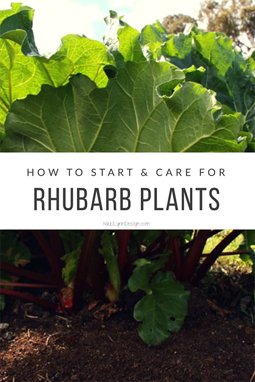 How to Start and Care for a Rhubarb Plant | Nikki Lynn Design