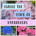 Change the Color of Hydrangeas | Nikki Lynn Design