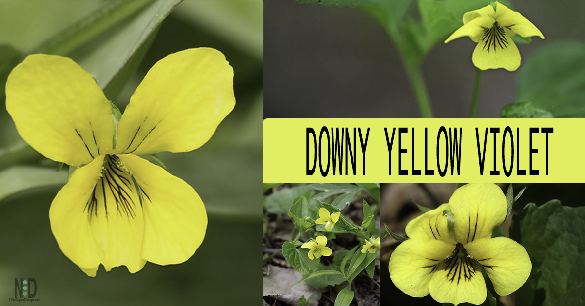 Downy Yellow Violet - Nikki Lynn Design
