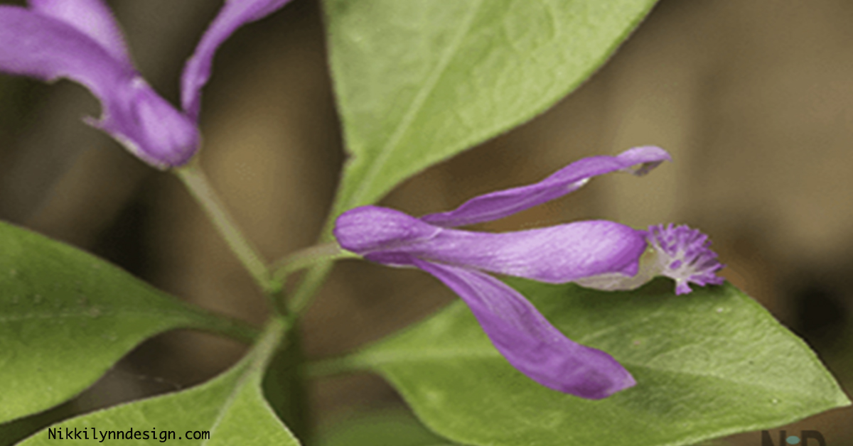 Purple Gaywing Wildflower - Nikki Lynn Design