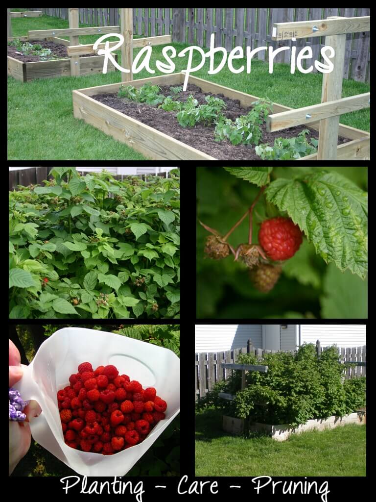 Starting and Maintaining a Raspberry Patch - Nikki Lynn Design