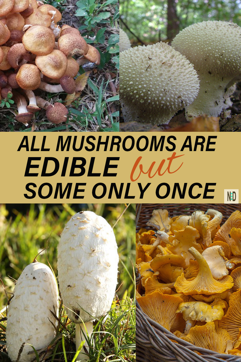 All Mushrooms Are Edible, But Some Only Once: A Midwest Foraging Guide ...