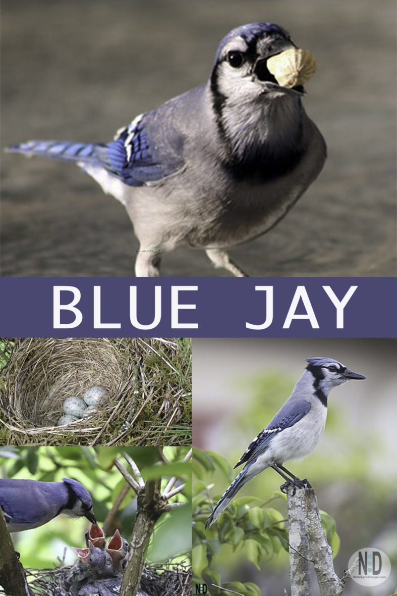 Blue Jays - Nikki Lynn Design