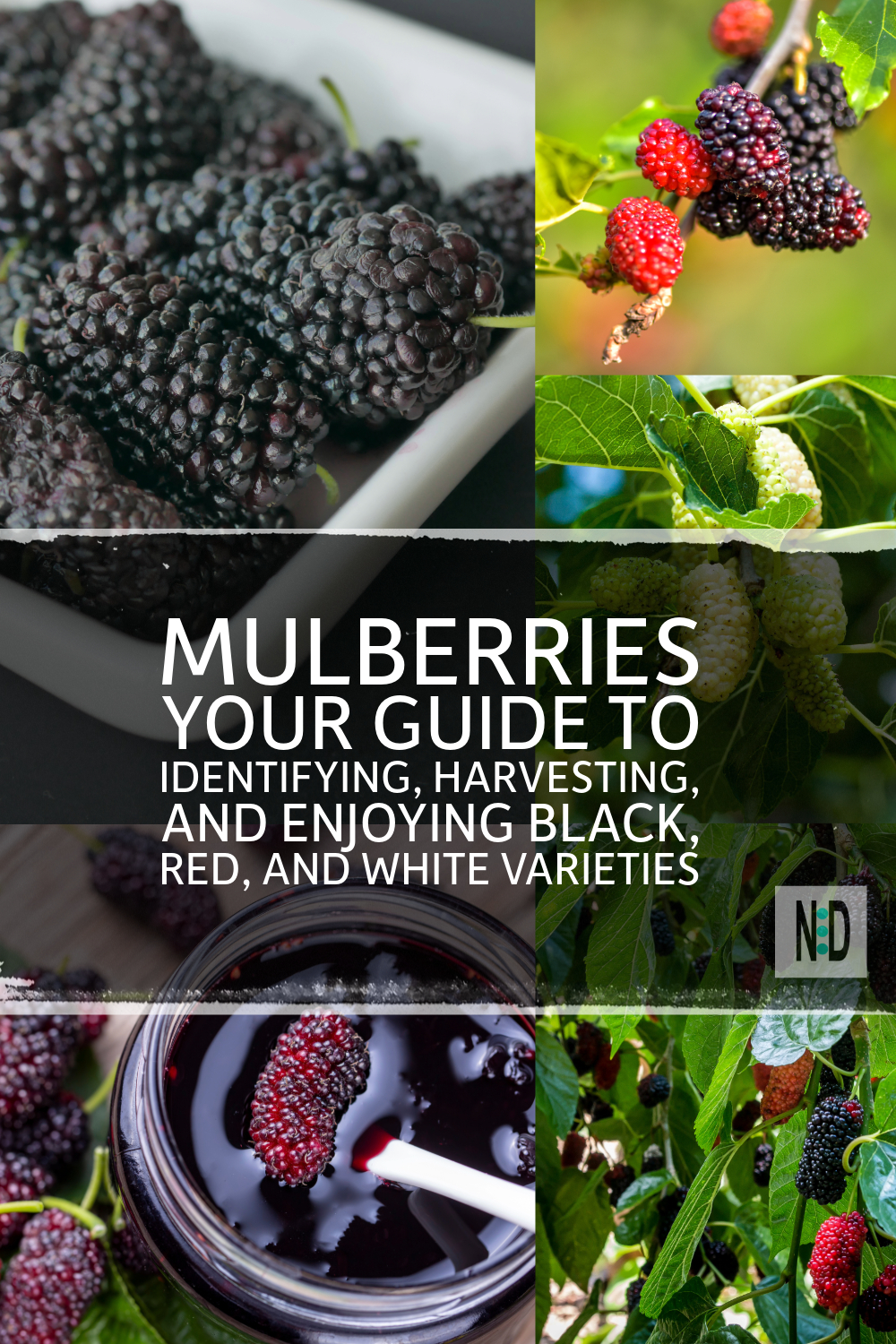 What Are Mulberries: Your Guide To Identifying, Harvesting, and ...