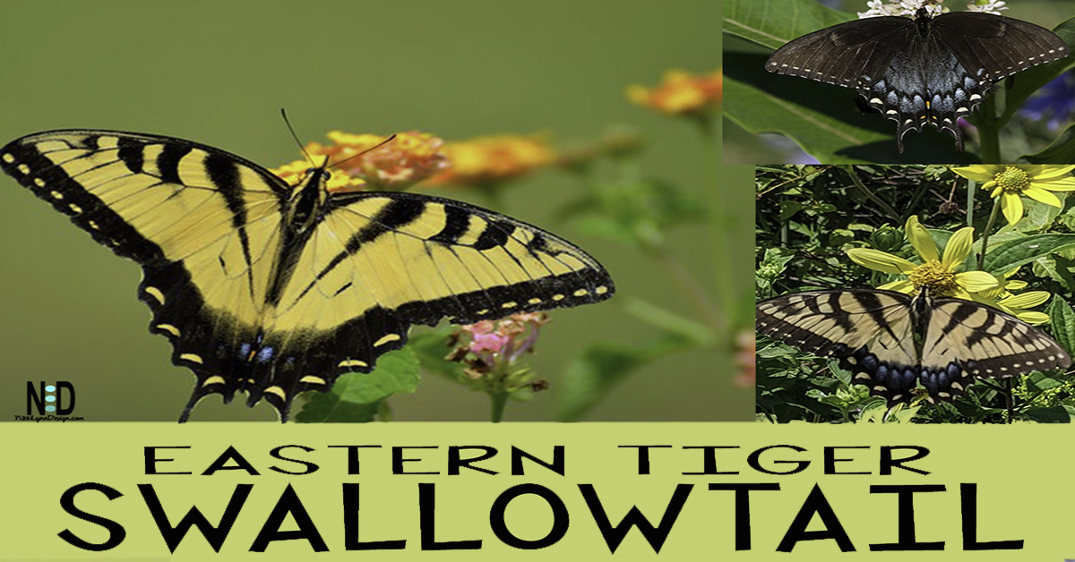 Eastern Tiger Swallowtail Butterfly