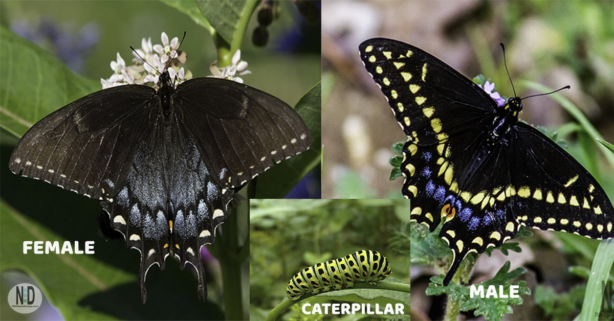 Black Swallowtail Butterfly - Nikki Lynn Design