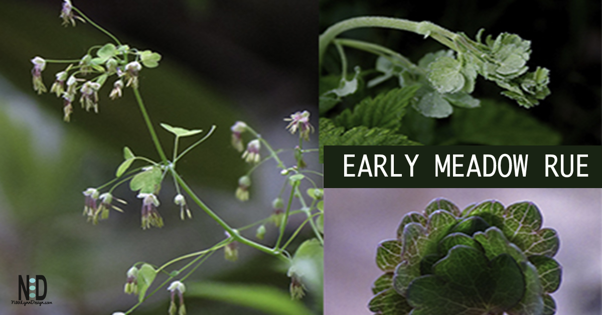Early MeadowRue - Nikki Lynn Design