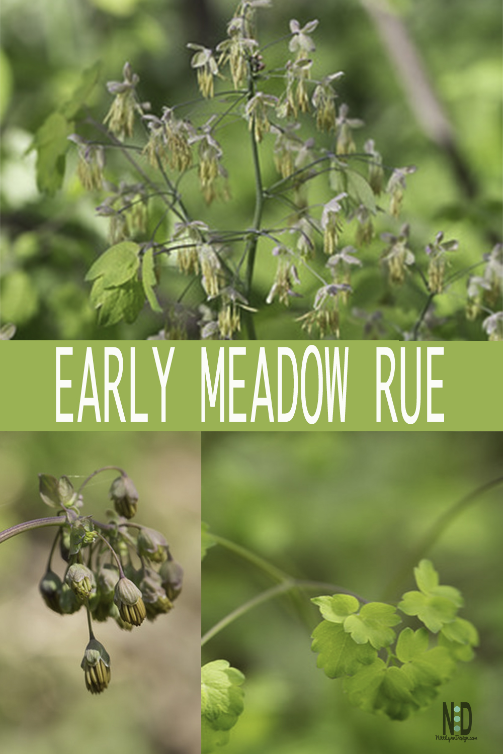 Early MeadowRue - Nikki Lynn Design
