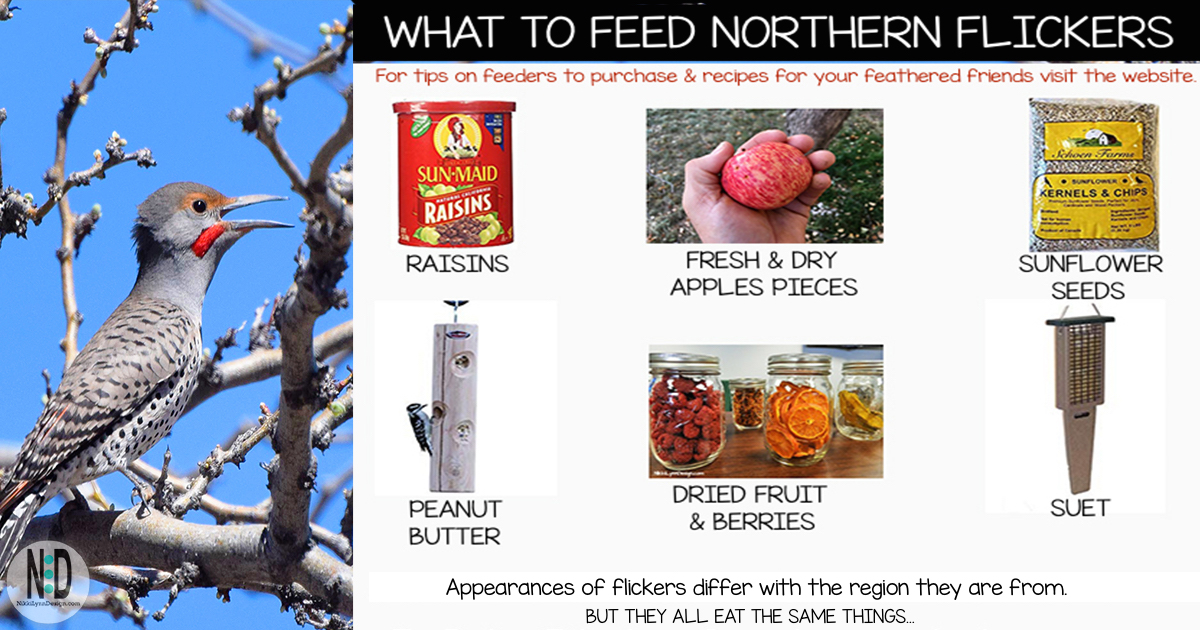 Northern Flicker - Nikki Lynn Design