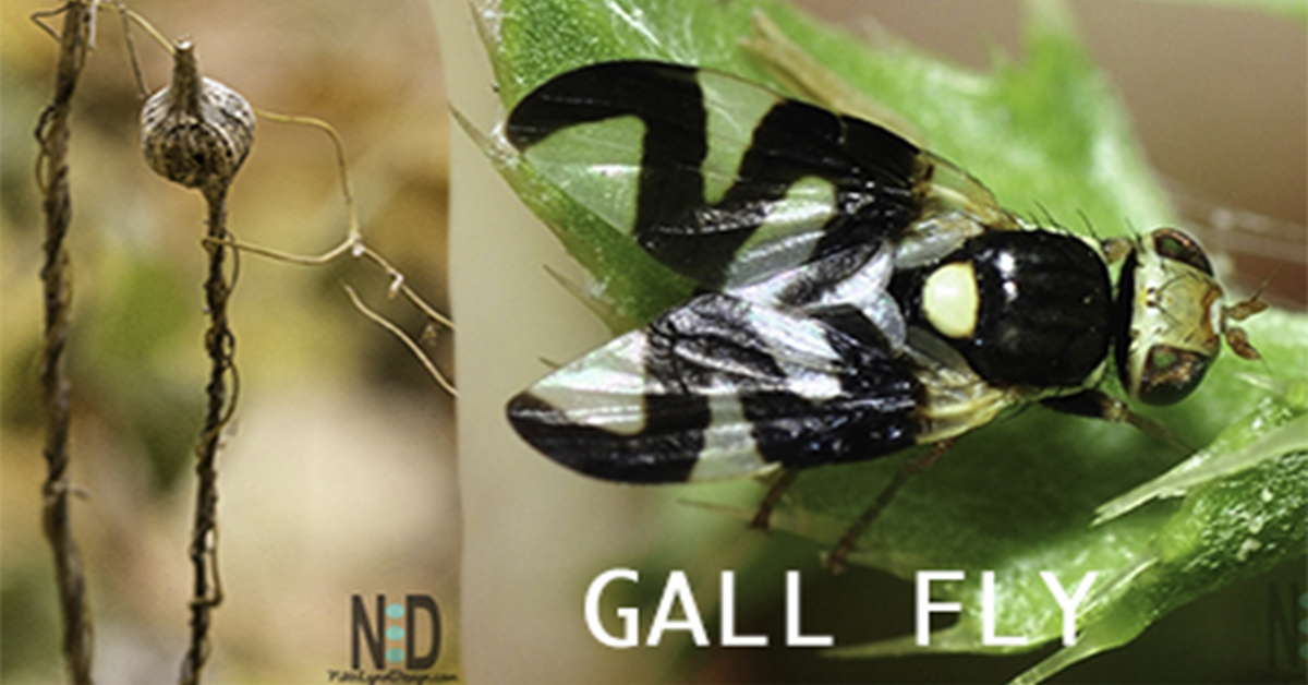 Gall Fly Produces Goldenrod Galls - Nikki Lynn Design