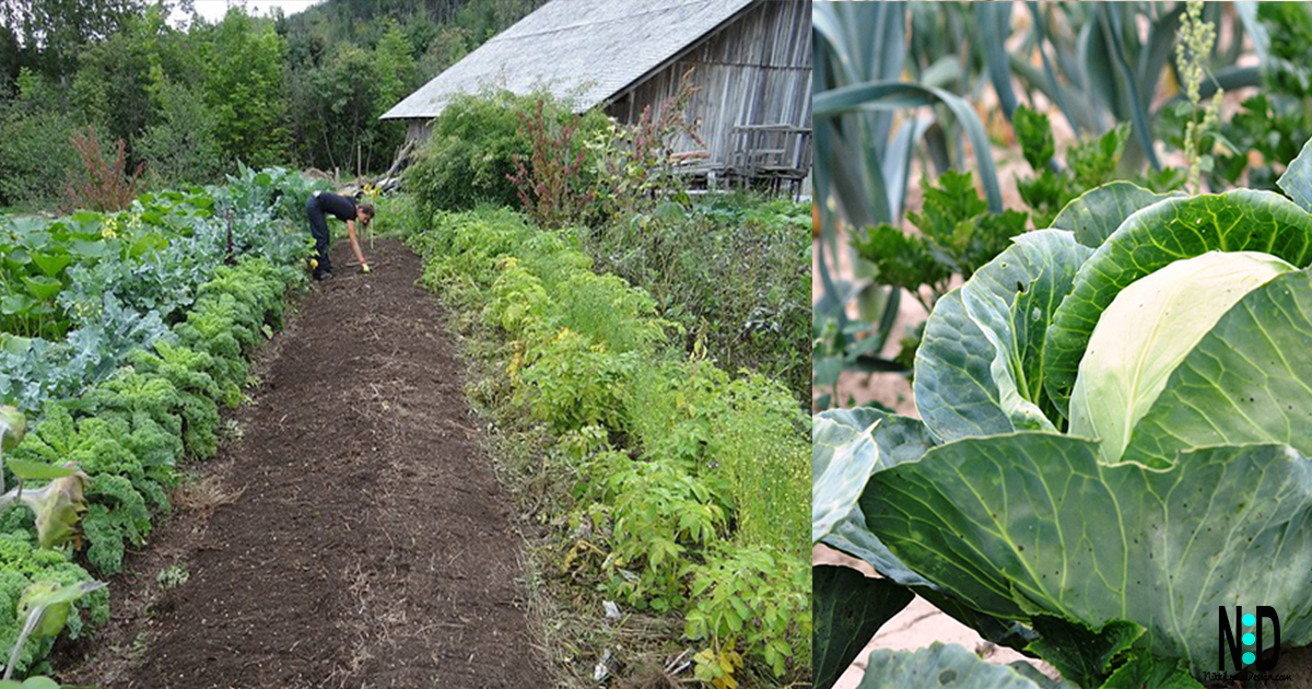 Choosing a Location For Garden - Nikki Lynn Design