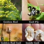 Gall Fly Produces Goldenrod Galls - Nikki Lynn Design