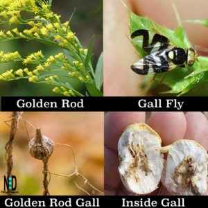 Gall Fly Produces Goldenrod Galls - Nikki Lynn Design