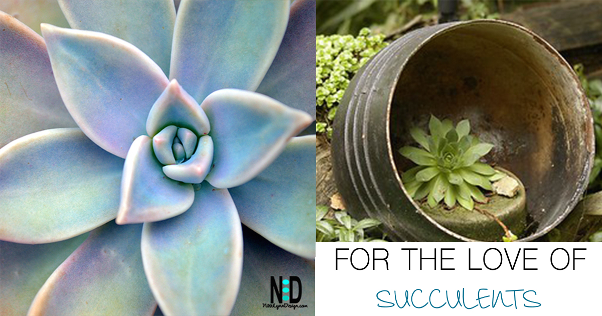 For the Love of Succulents - Nikki Lynn Design