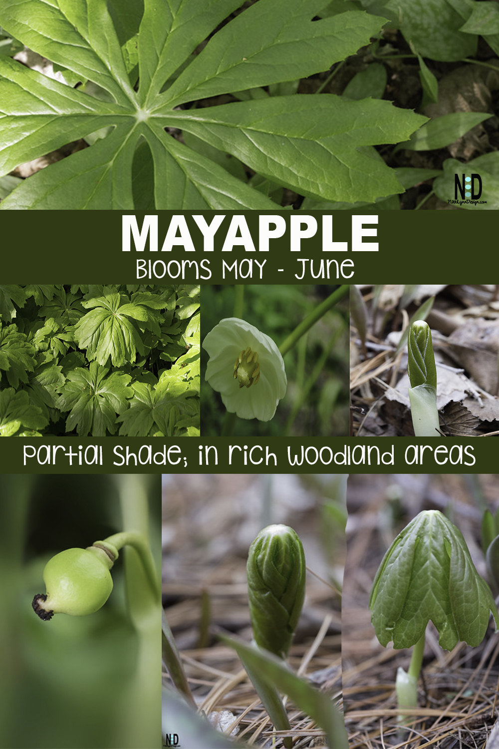Mayapple Wildflower - Nikki Lynn Design