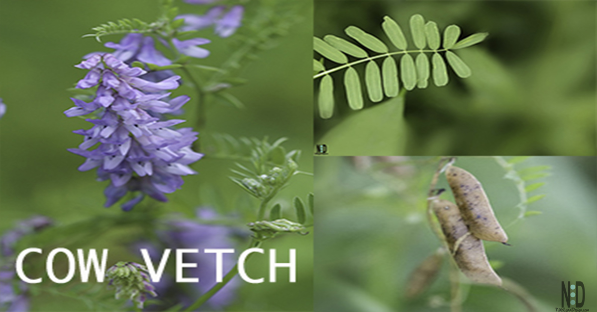 Invasive Cow Vetch - Nikki Lynn Design