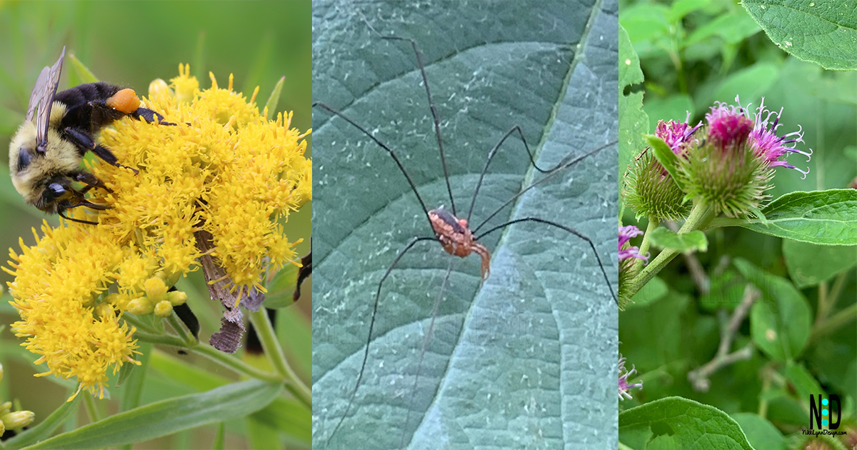 What's in Your Pocket, Bumble Bee? Summer Wonders in Wisconsin's ...