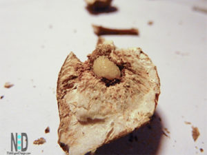 Gall Fly Produces Goldenrod Galls - Nikki Lynn Design