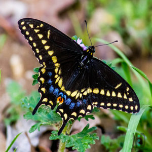Black Swallowtail Butterfly - Nikki Lynn Design