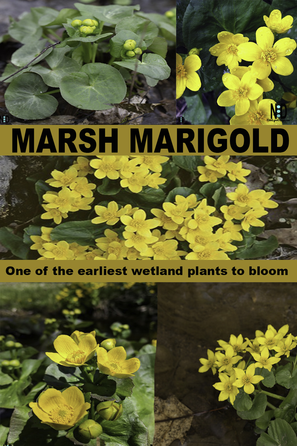 Marsh Marigold - Nikki Lynn Design