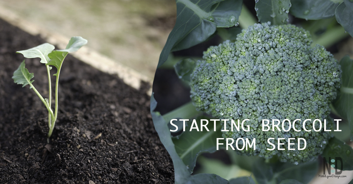 Starting Broccoli From Seed - Nikki Lynn Design