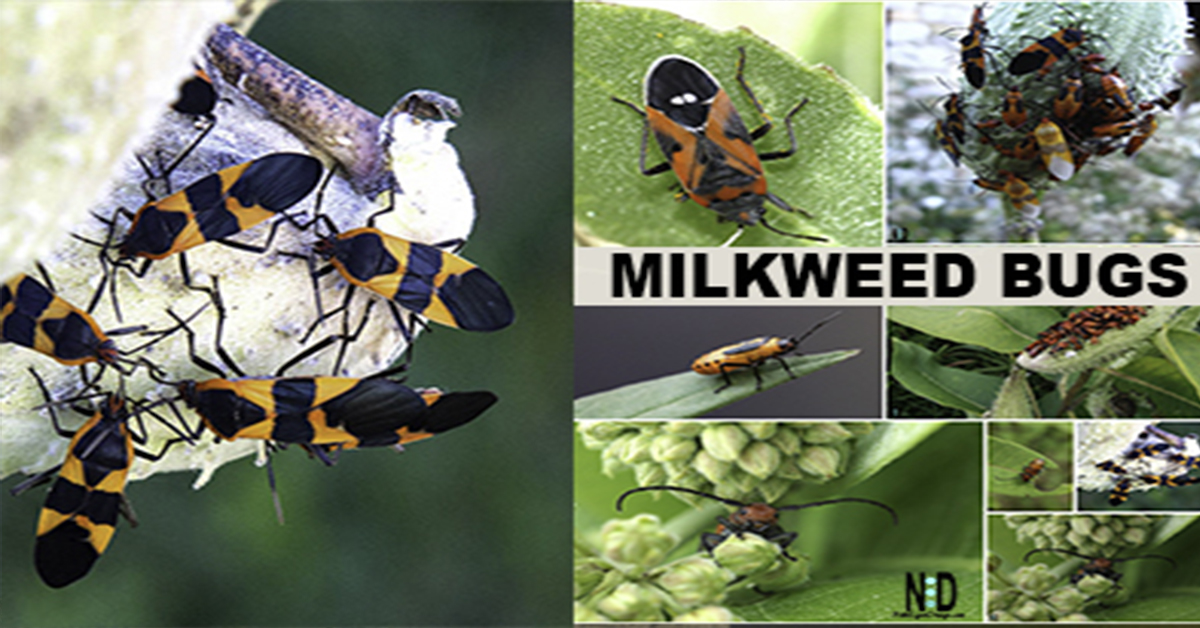 Milkweed Bug Life Cycle