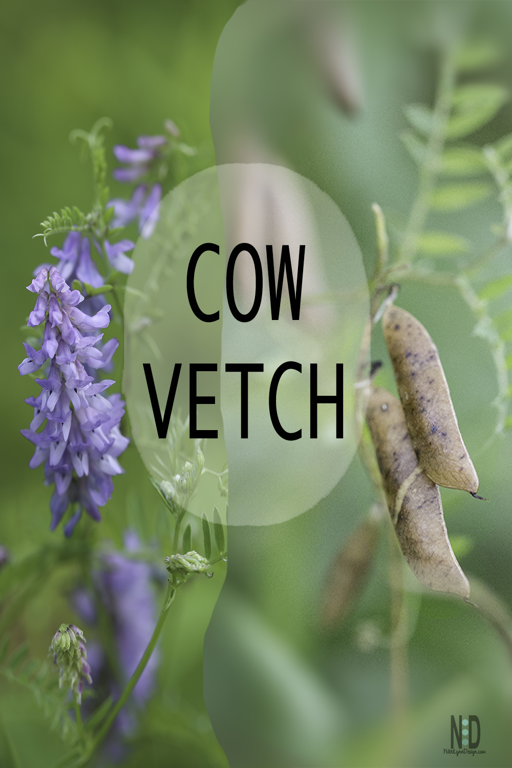 Invasive Cow Vetch - Nikki Lynn Design