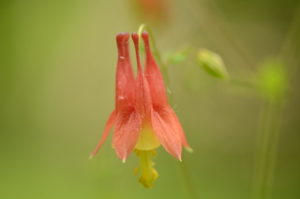 Eastern Red Columbine Wildflower - Nikki Lynn Design