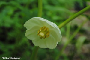 Mayapple Wildflower - Nikki Lynn Design