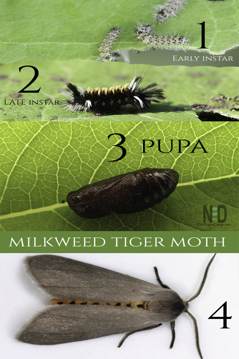 Milkweed Tussock Moth Caterpillar - Nikki Lynn Design