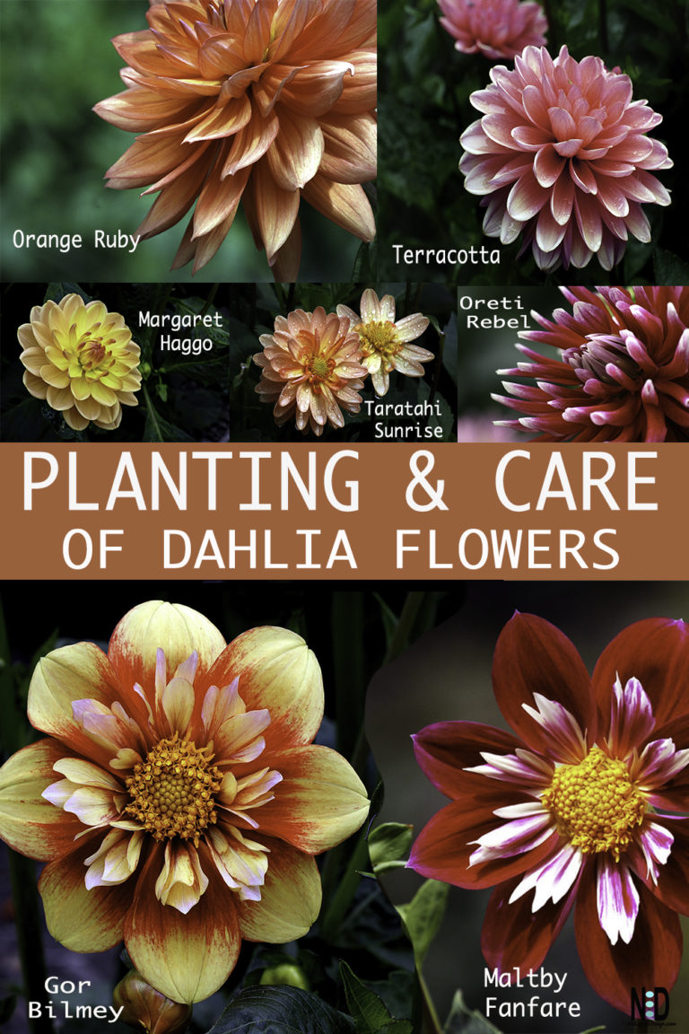 Planting and Care of Dahlia Flowers - Nikki Lynn Design