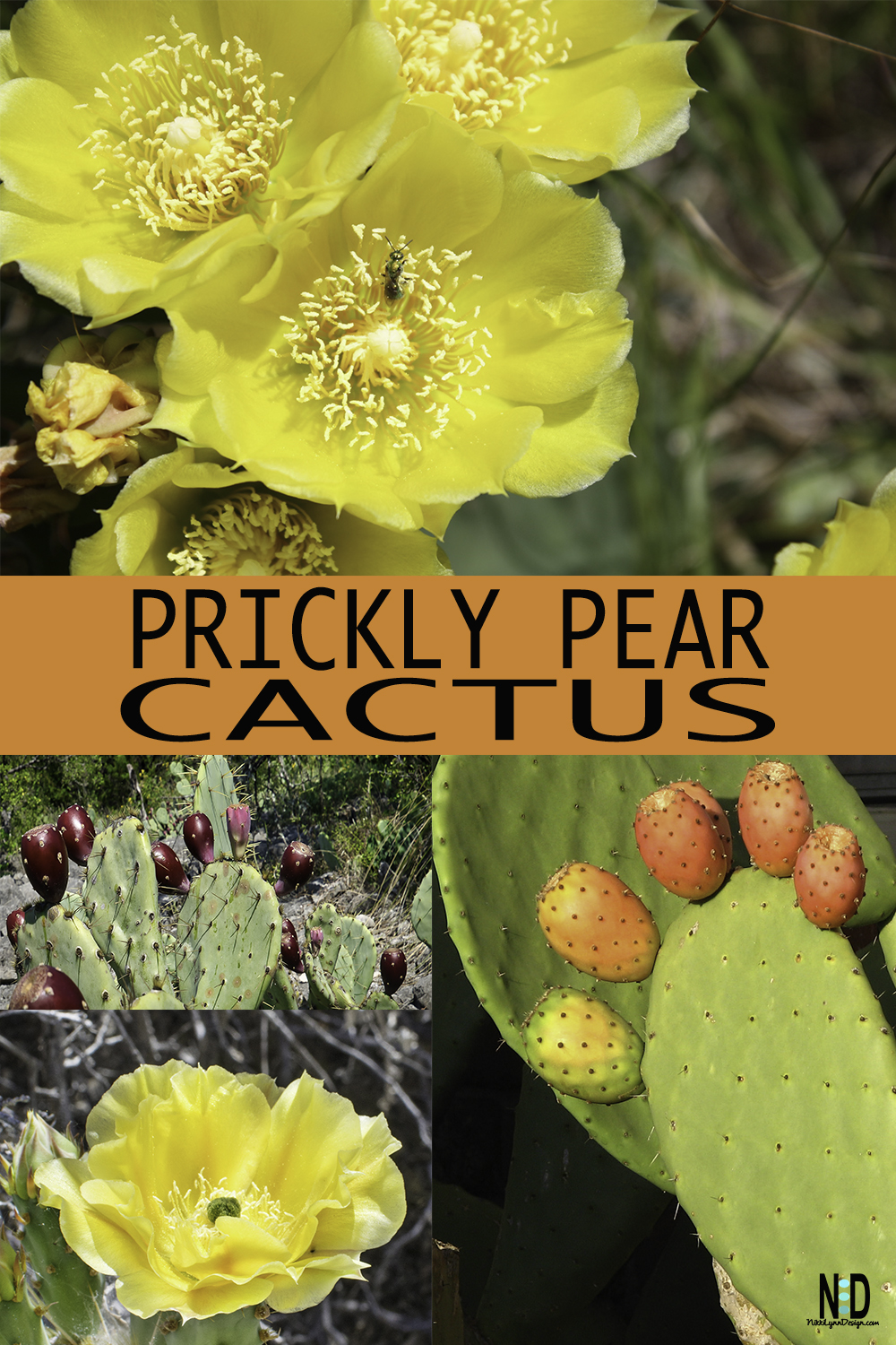 Growing Cactus Outdoors in Cold Weather Climates - Nikki Lynn Design