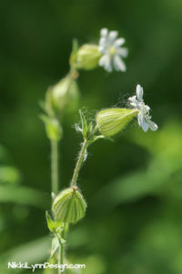 White Campion - Nikki Lynn Design