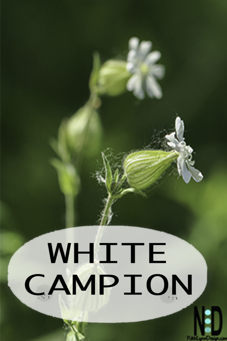 White Campion - Nikki Lynn Design