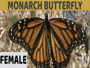 How to Tell Male and Female Monarch Apart - Nikki Lynn Design