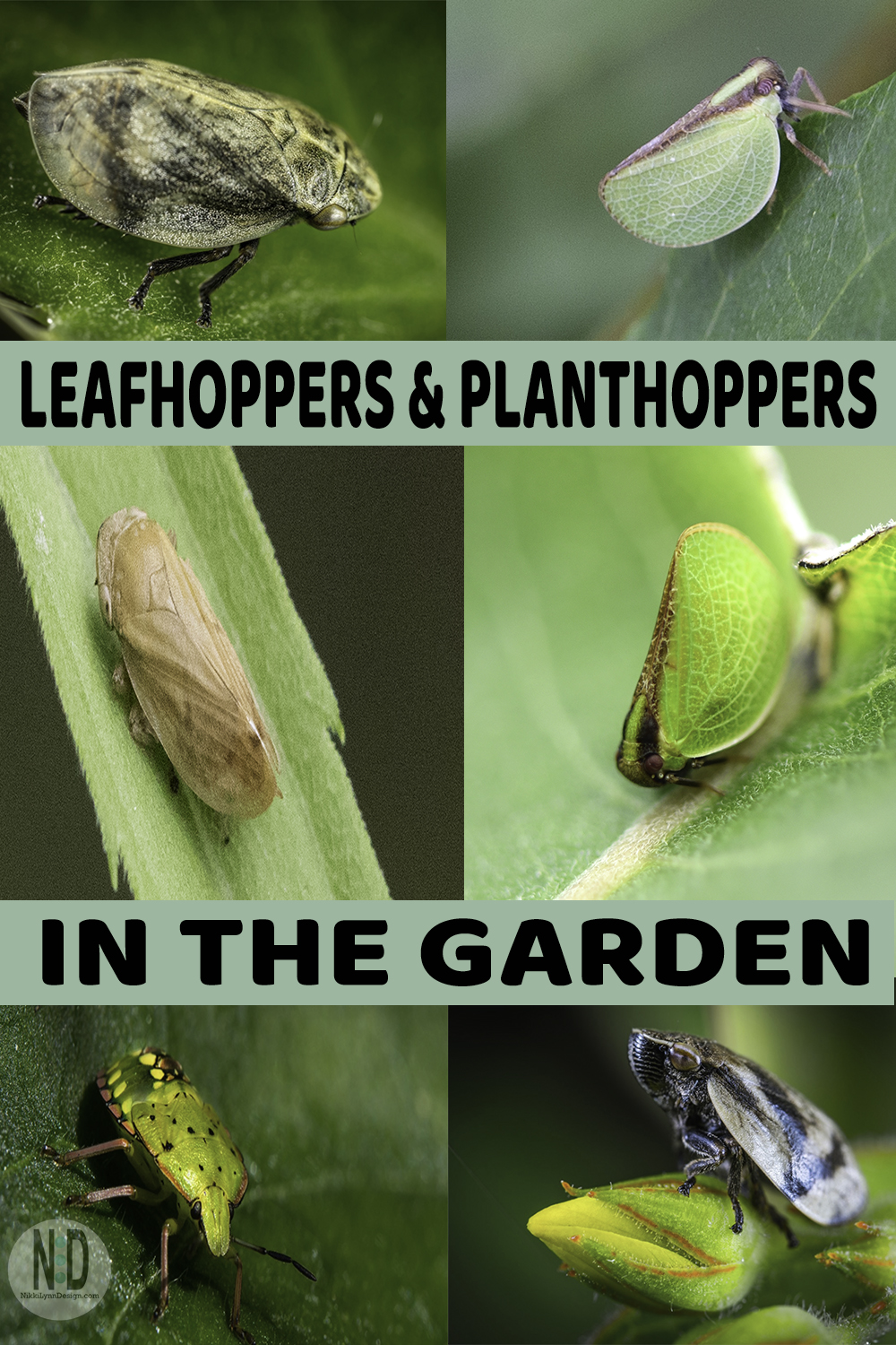 Leafhoppers and Planthoppers - Nikki Lynn Design