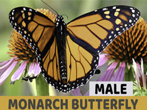 How to Tell Male and Female Monarch Apart - Nikki Lynn Design