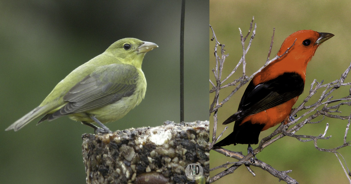Scarlet Tanager - Nikki Lynn Design