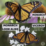 How to Tell Male and Female Monarch Apart - Nikki Lynn Design