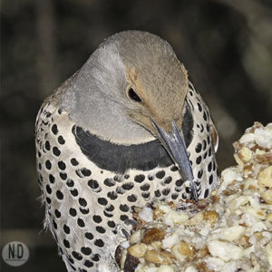 Northern Flicker - Nikki Lynn Design