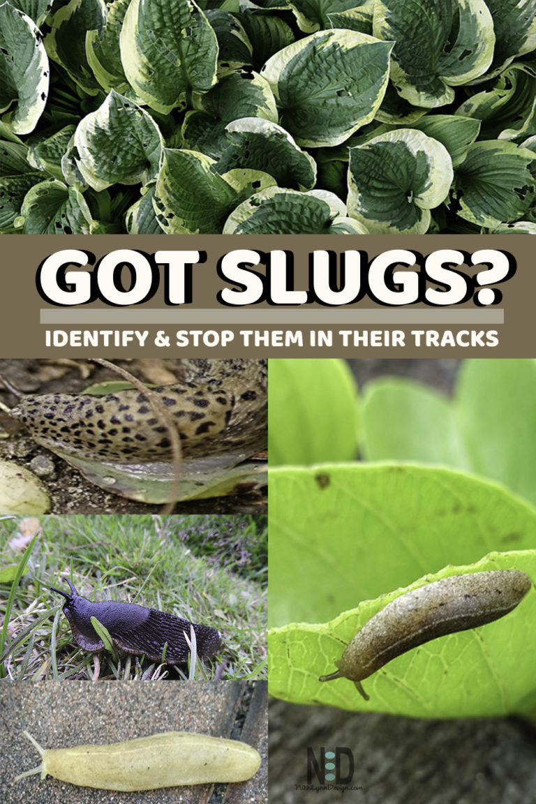 Slug Prevention of Hostas - Nikki Lynn Design