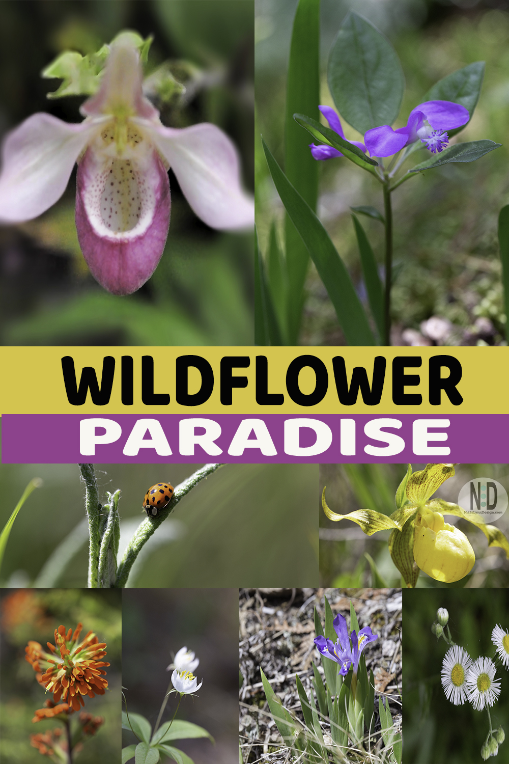 Ridges Sanctuary Door County Nature Preserve - Nikki Lynn Design