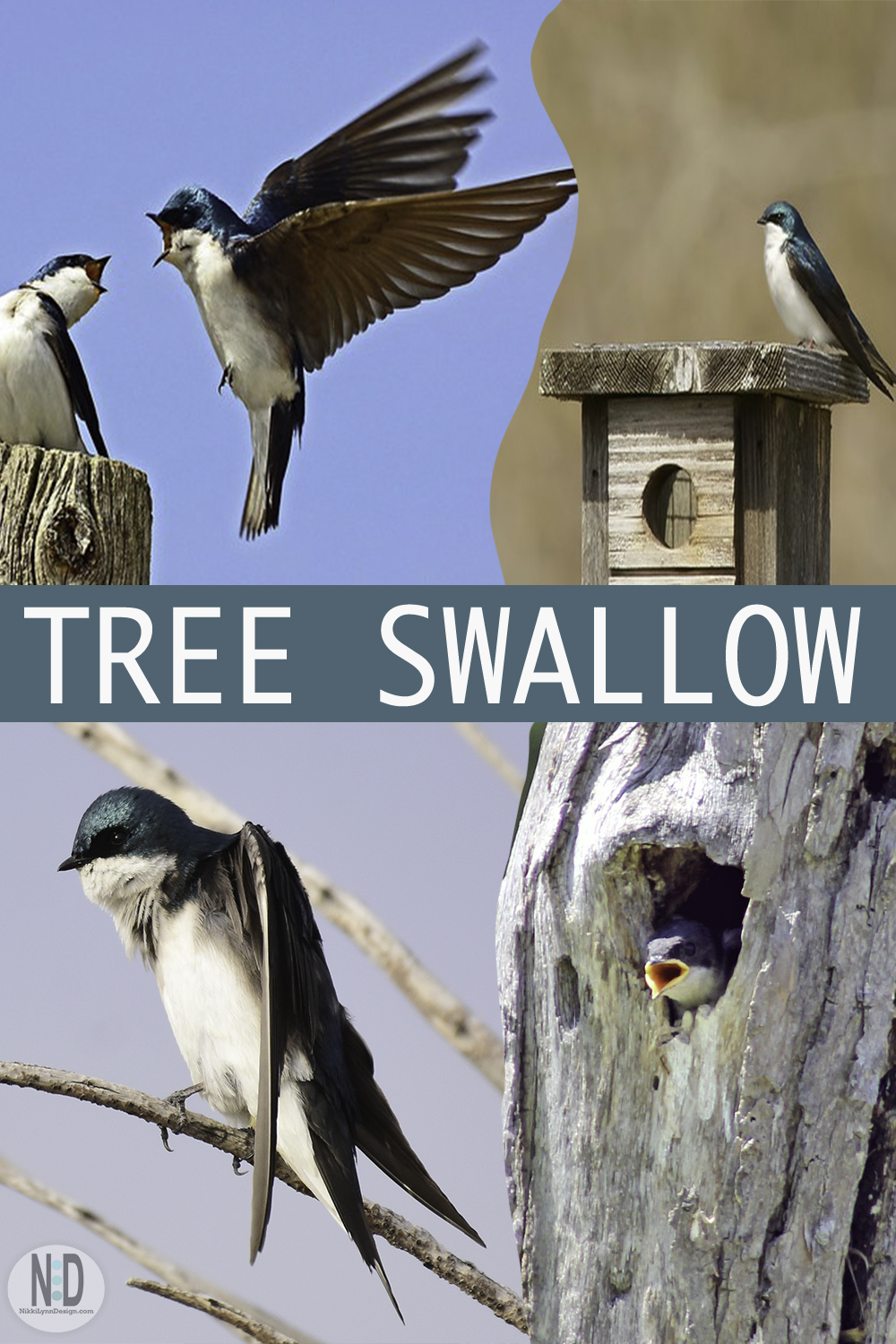 The Tree Swallows Have Arrived - Nikki Lynn Design
