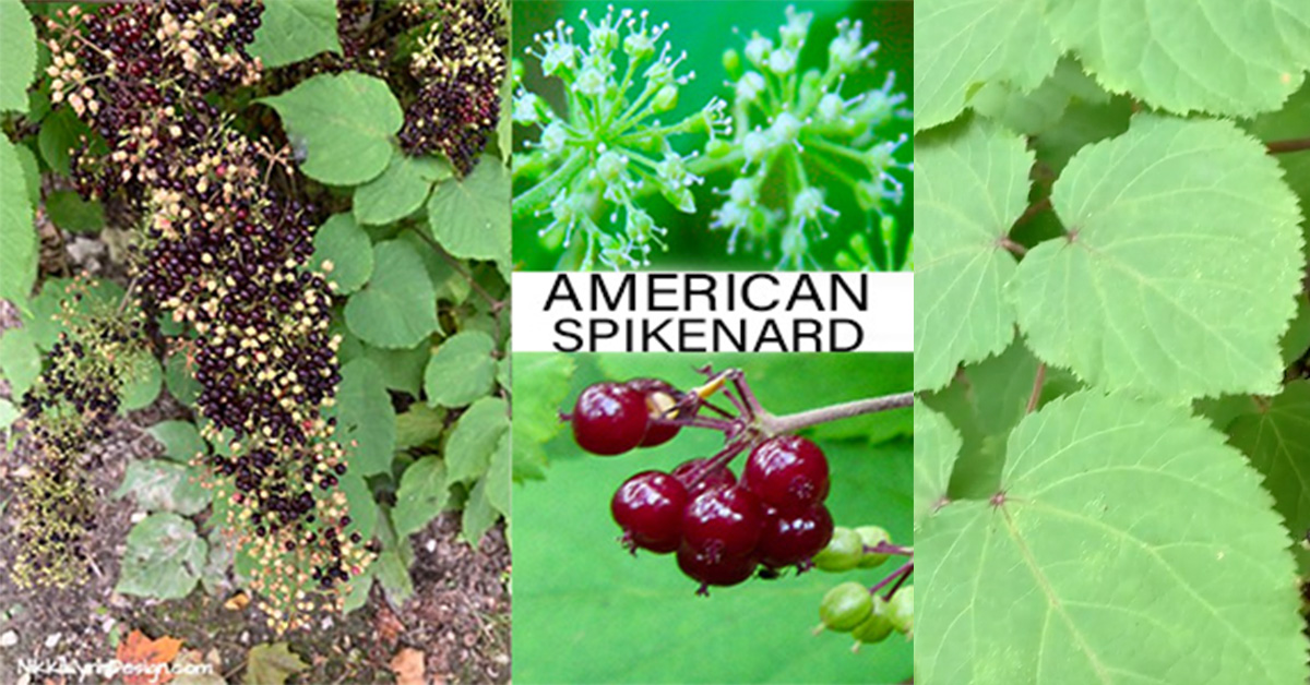 American Spikenard - Nikki Lynn Design