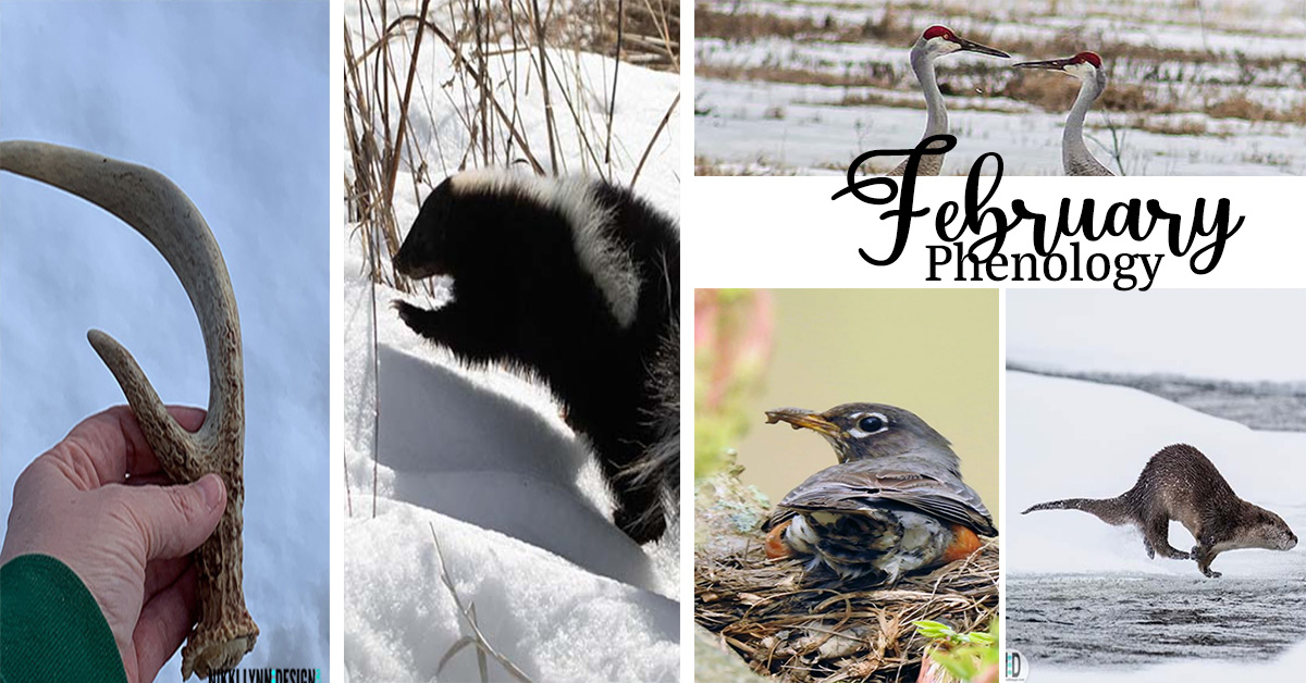 February Phenology - Nikki Lynn Design