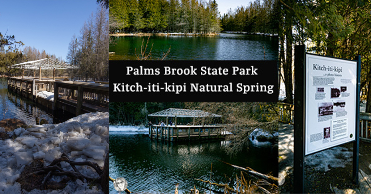 Palms Brook State Park Kitch-iti-kipi - Nikki Lynn Design