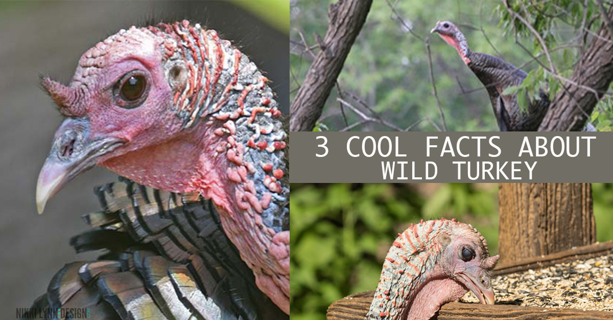 3 Cool Facts About Wild Turkey - Nikki Lynn Design